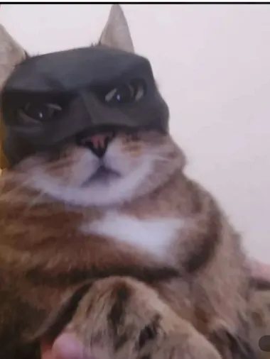 angry batman cat