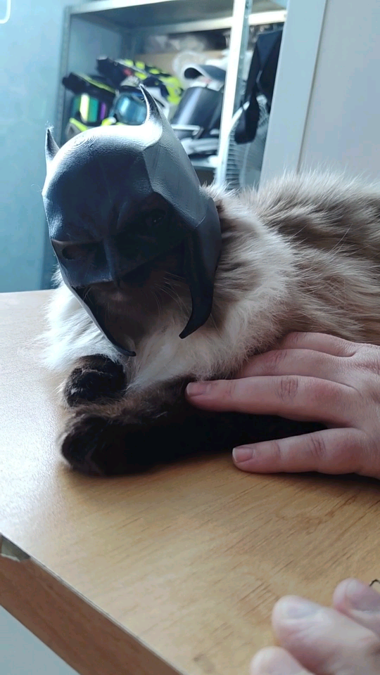 Batman mask for cat | Creality Cloud