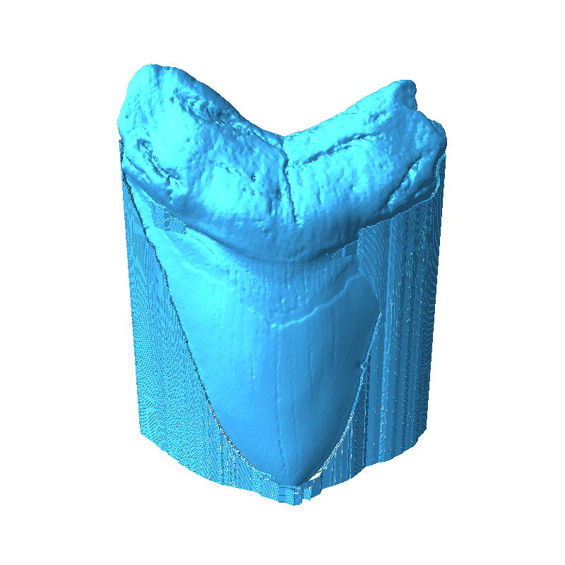 Shark tooth | 3D models download | Creality Cloud