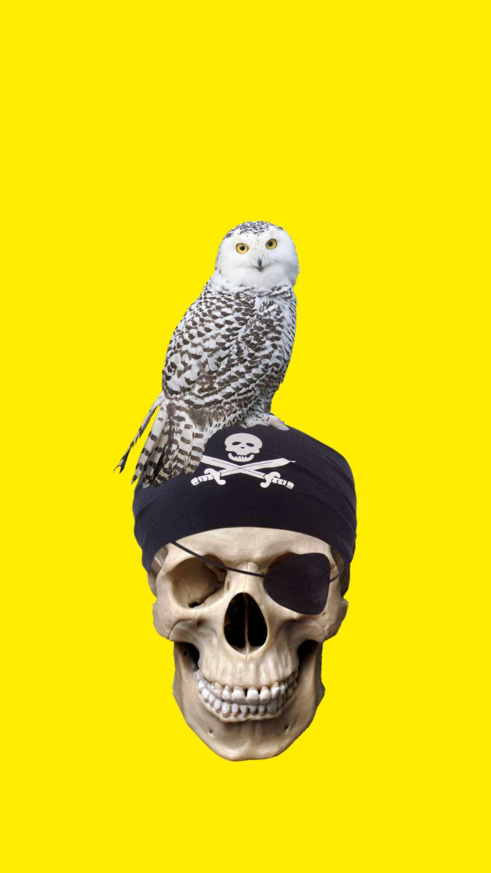 skeleton captain | Creality Cloud