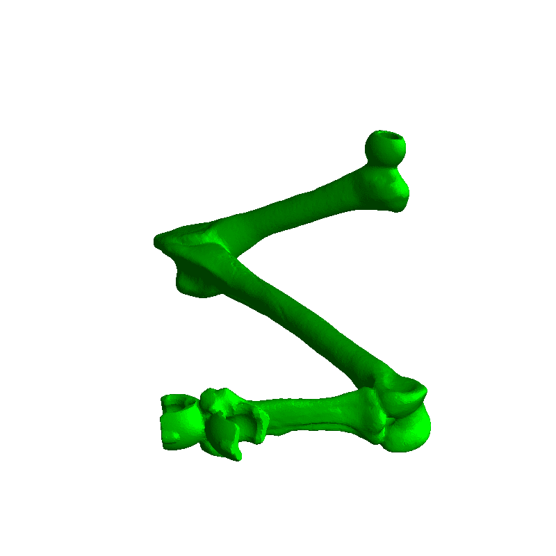 Free Other STL Download - Bird skeletonby Derik Domingues