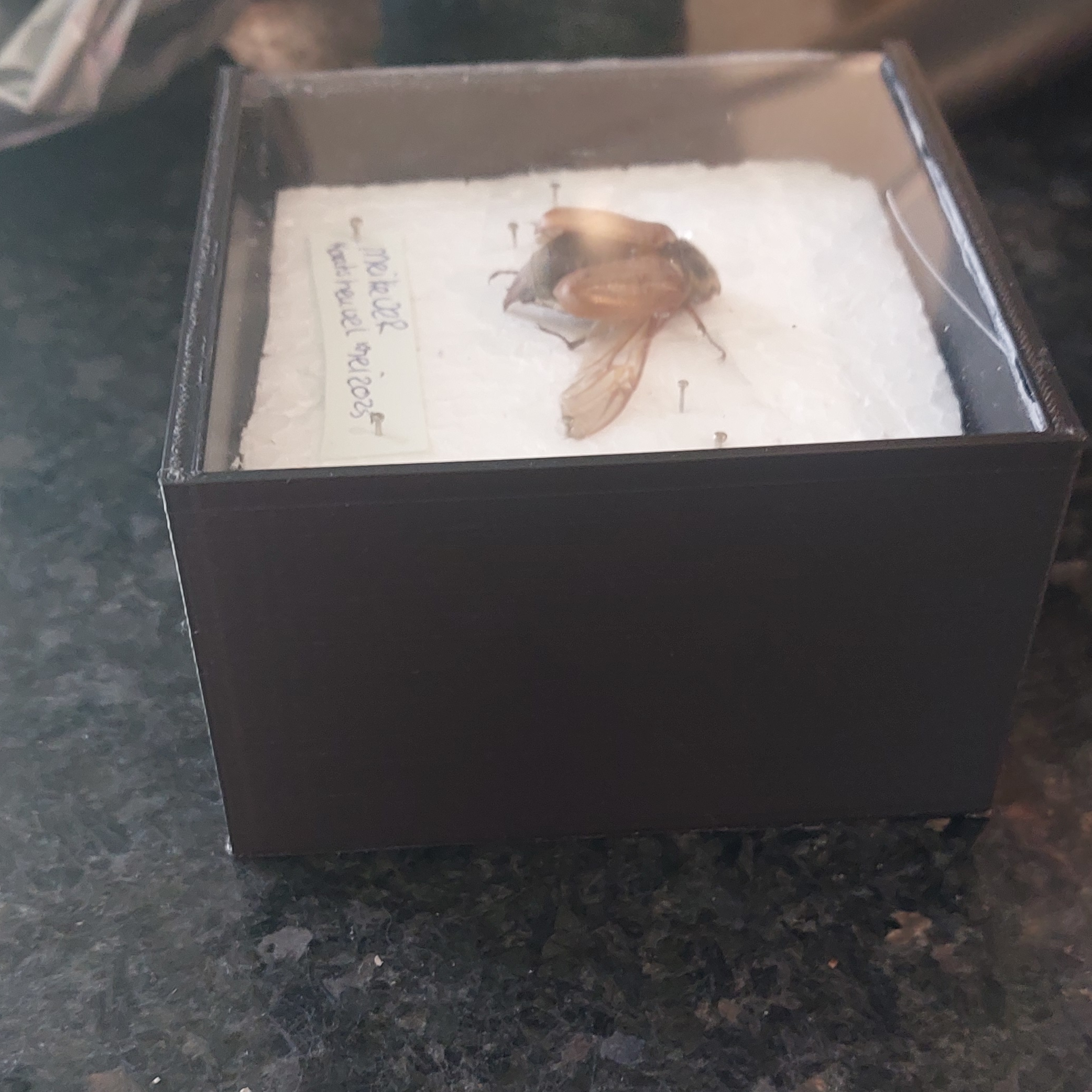3D Printer Files | 3MF File | insect display boc | Creality Cloud