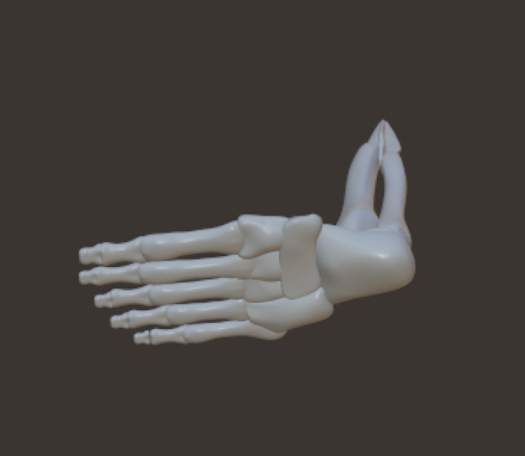 skeleton foot | 3D models download | Creality Cloud